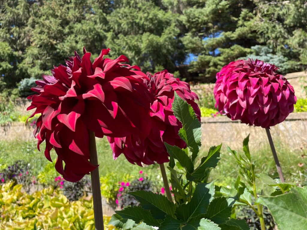 37 Fun Things to Do in Canal Park, Duluth in All Seasons – Journey ...